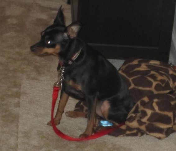 Max: 3yo Purebred Min Pin for Adult Home