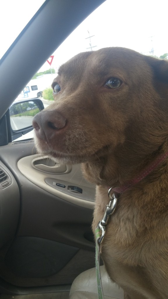 Mocha: Sweet Green-Eyed Lab Mix in Philly