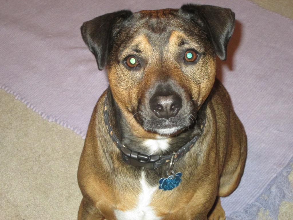 Meet Rocky, the Texas Mixed Breed Dog