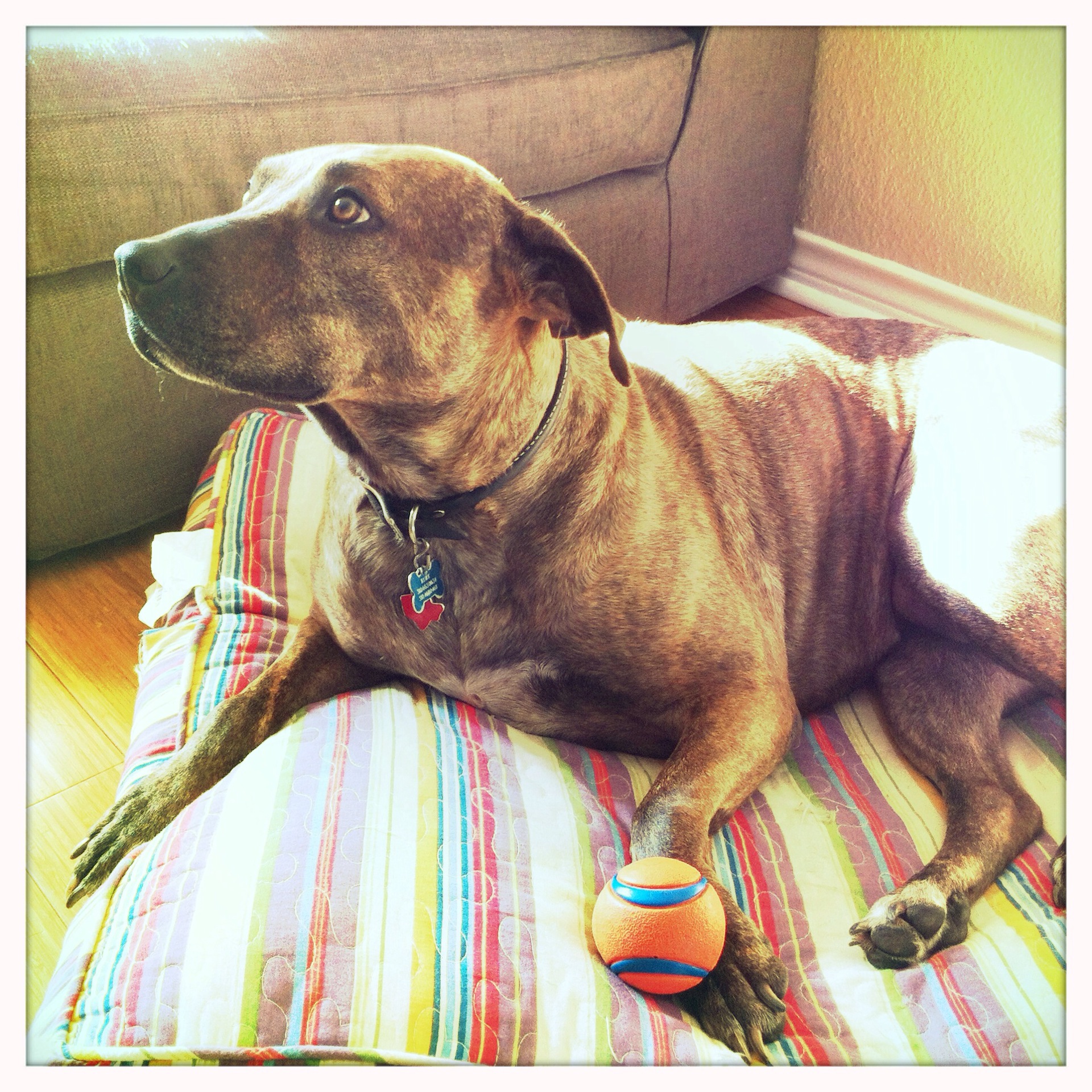 ADOPTED - Brindle, Hound, Pit Mix Named Ruby Located in Tennessee - Pet ...