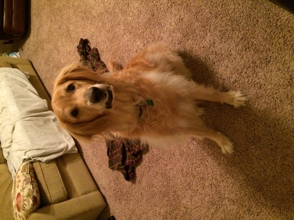 ADOPTED Male Golden Retriever Named Summit - Pet Re-homing | Pet ...