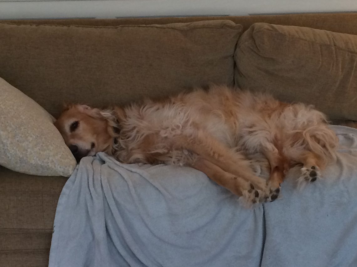 ADOPTED Male Golden Retriever Named Summit - Pet Re-homing | Pet ...