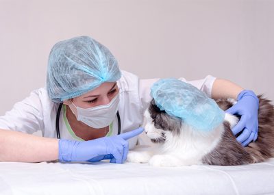 Professional Pet Adoption, Rehoming, Transportation, Maids, Grooming ...