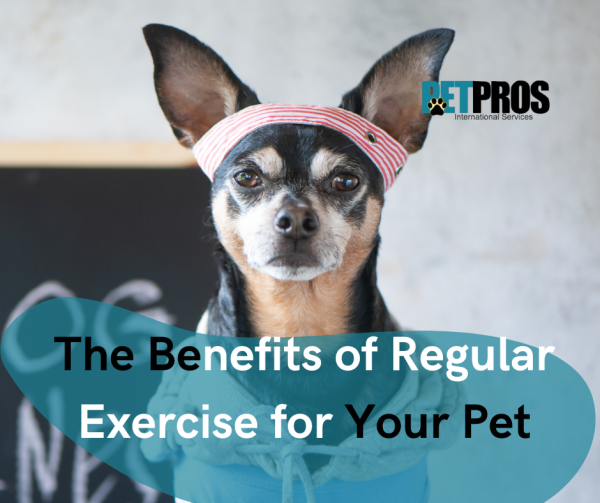 The Benefits of Regular Exercise for Your Pet - Pet Re-homing | Pet ...